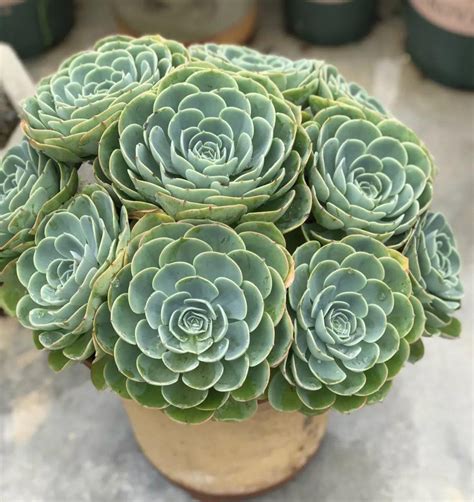 多肉植物图片大全100种常见多肉图鉴比花还美你认识几种 说明书网