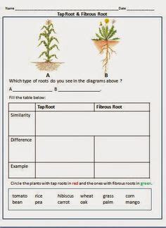 Science 13 Grade 4 Science Ideas To Save Today Life Science Science Classroom And More