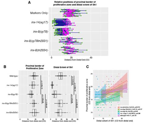 Figure Supplement 1 The Extent Of The Proliferative Zone Does Not