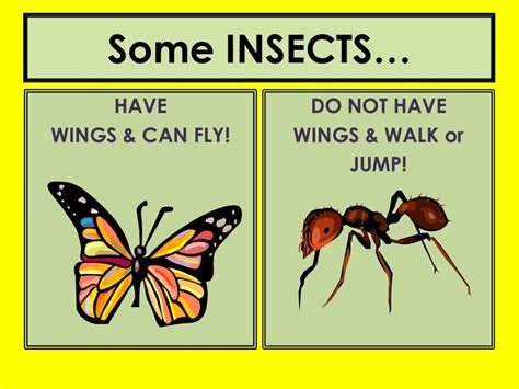 Insects Powerpoint