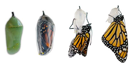 Monarch Life Cycle