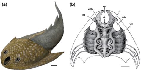 Chapter 2 The First Vertebrates Jawless Fishes The Agnathans 2 1