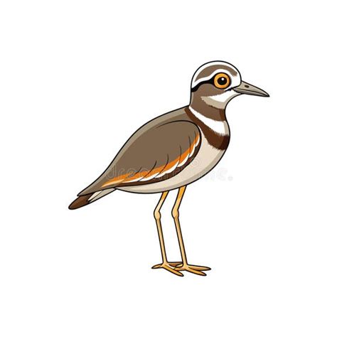 Illustrated Killdeer Bird Standing Profile Vector On White Background