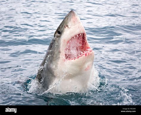 With Open Mouth A Great White Shark Carcharodon Carcharias Breaks