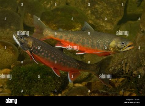 Arktischer Saibling Fotos Und Bildmaterial In Hoher Auflösung Alamy