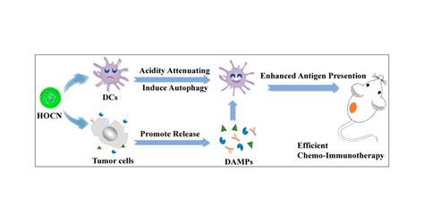 Cross Presentation Immunology
