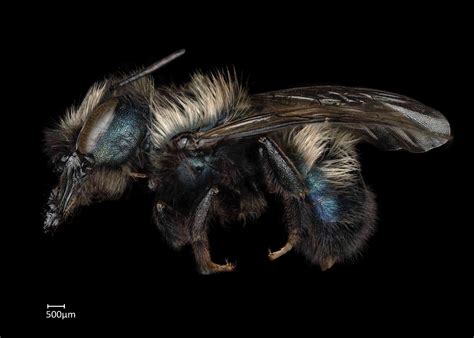 Mason Bee Edu Educator Modules Sex Determination And Allocation