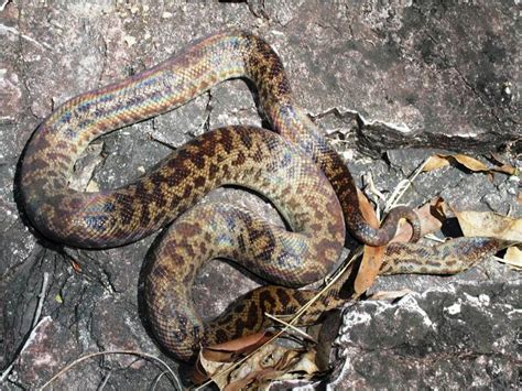 Spotted Python Central Qld Coast Landcare Network