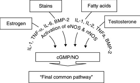 Proposed Interactions And The Potential Fi Nal Common Pathway Of