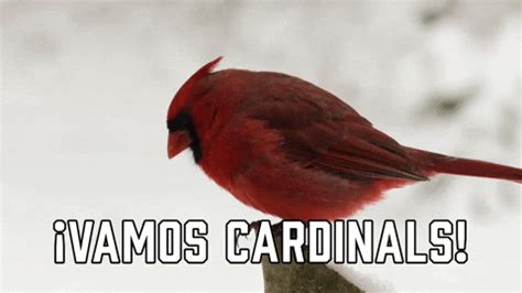 Arizona Cardinals Football  By Sealed With A  Find And Share On Giphy