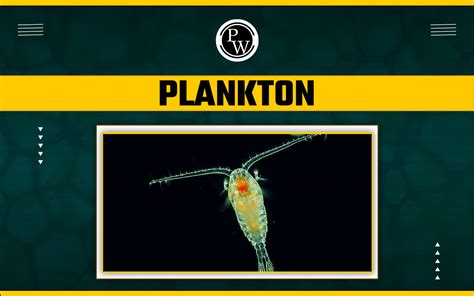 Plankton Definition Types Examples And Importance Plankton Definition Types Examples And Importance