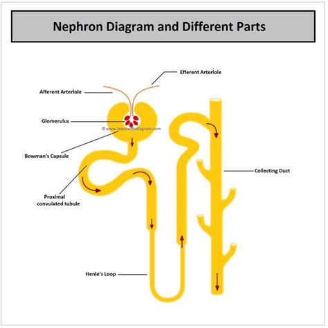 Nephron Diagram Labelled With Its Different Parts Basic Anatomy And Physiology Science