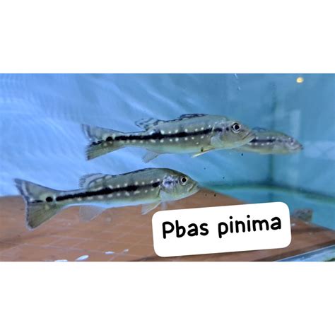 Jual Ikan Pbass Pinima Ukuran 10 12 Shopee Indonesia