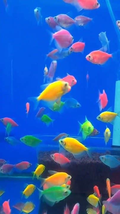 Merdeka Fish Youtube