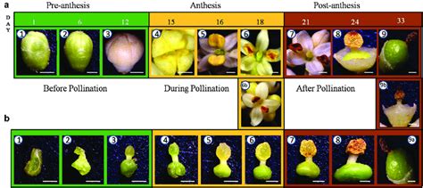 Intrafloral Phenology In Olea Ferruginea Figure 1a Floral Download Scientific Diagram