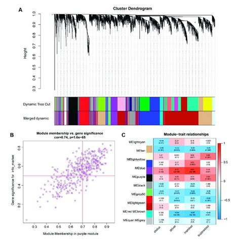 Wgcna Analysis A Cluster Dendrogram Of Co Expression Modules Download Scientific Diagram