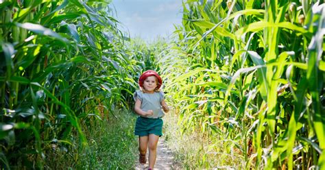 야외에서 유기농 농장의 옥수수 미로 밭에서 놀고 있는 행복한 어린 소녀 재미있는 아이는 달리기 농사 채소 정원 가꾸기를 하며 즐거운 시간을 보내고 있다 여름에