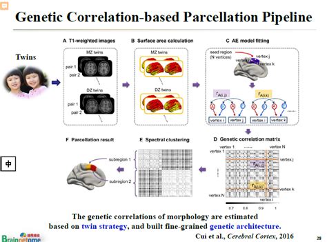 万字长文 中科院蒋田仔教授：脑网络组图谱及其在脑认知与脑疾病方面的应用 凤凰网科技 凤凰网