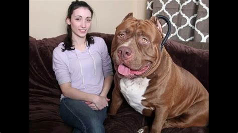 Having Sex With Dogs