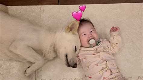 서로를 너무 좋아하는 아기와 진돗개 꿀이 뚝뚝 Youtube