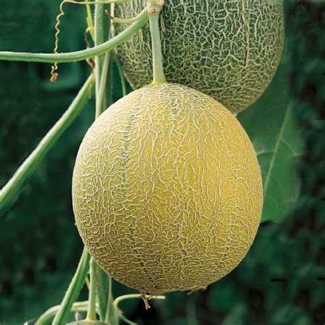 Semences De Melon Haut Rendement Syngenta Maroc