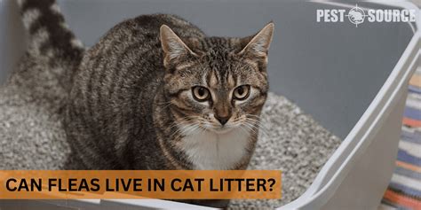 Can Fleas Live In Cat Litter Pest Source