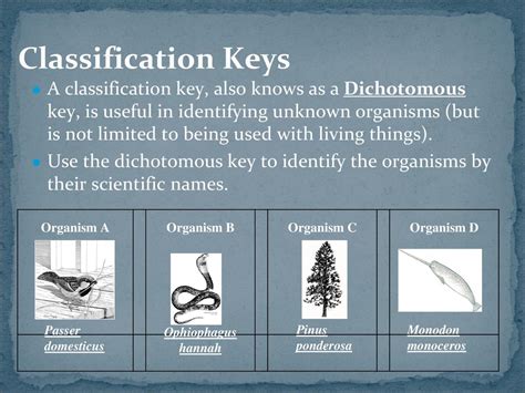 Classification Unit Ppt Download