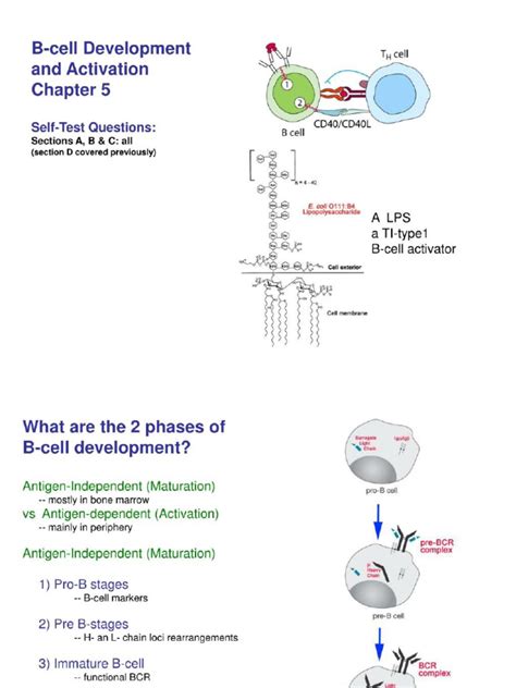 B Cell Development Pdf