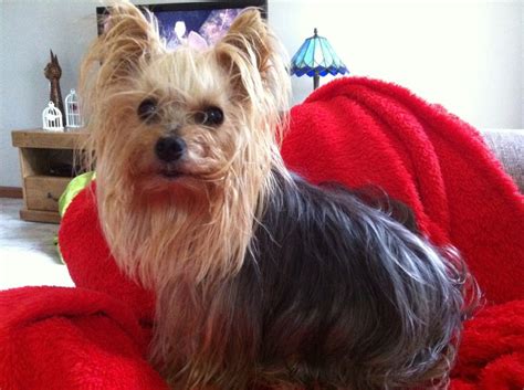 Poppet The Adorable Small Dog