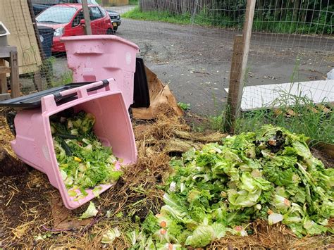 Community Composting Projects Acat