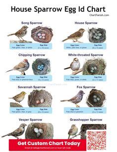 Discover Our Comprehensive Bird Nest Identification Chart Featuring
