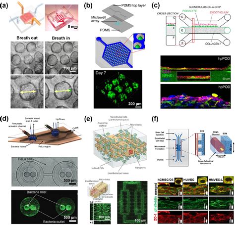 Figure 2 From Biofabrication Methods For Reconstructing Extracellular Matrix Mimetics Semantic