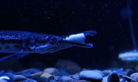 Alligator Gar Teeth Everything You Need To Know A Z Animals