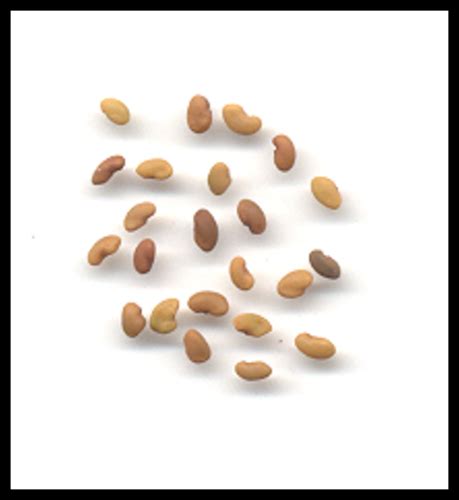Sophomore Crop Seed Id Flashcards Quizlet
