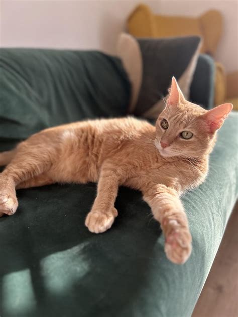 Ginger Cats From 🇧🇪 R Gingercats
