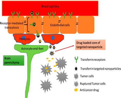 Receptor Mediated Endocytosis Transferrin