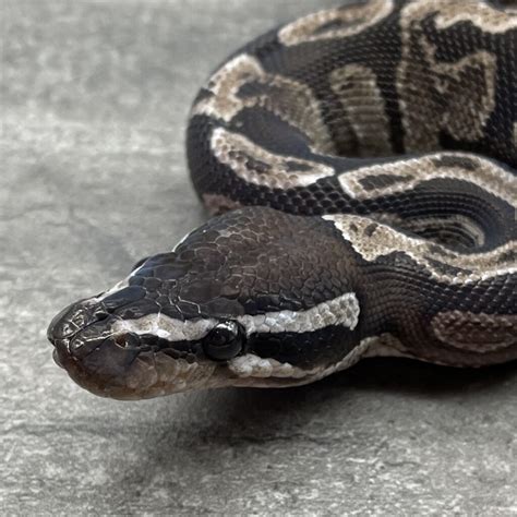Buy Ghi Vpi Axanthic Online
