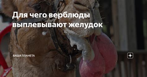 Для чего верблюды выплевывают желудок Ваша Планета Дзен