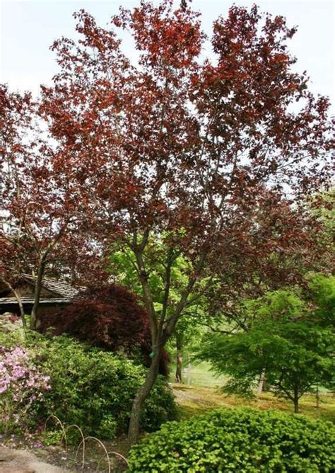 Prunus Cerasifera Thundercloud Thundercloud Plum Tree Spring Plants Tree Plum Tree