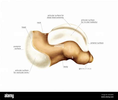 Illustration Of The Talus Bone This Medial View Labelled Illustration