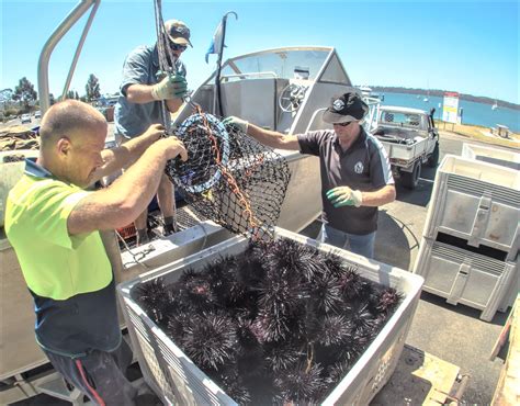 Sea Urchins Are Wreaking Havoc On Tasmanias Kelp Forests How Can We