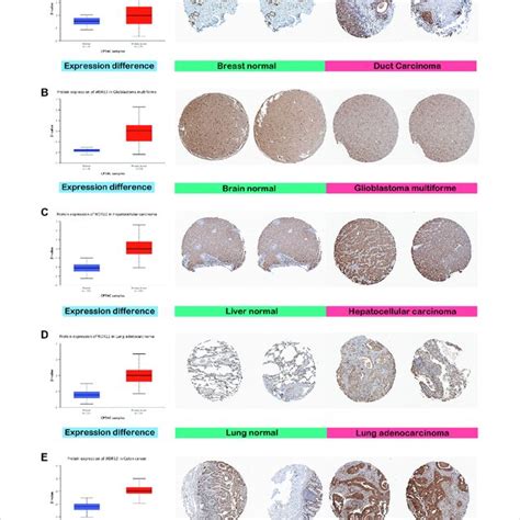 Wdr12 Protein Network Interactions A A Map Of Top 50 Wdr12