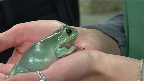 How Big Do Australian White Tree Frogs Get Vital Frog