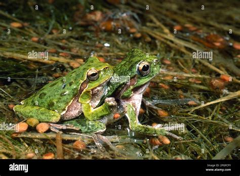 Comon Tree Frog Treefrog Hyla Arborea Mating Sardegna Italia Tree Frog Sardinia Italy