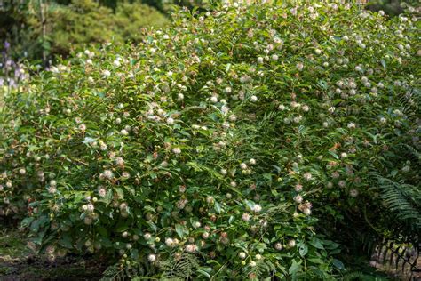 How To Grow And Care For Buttonbush
