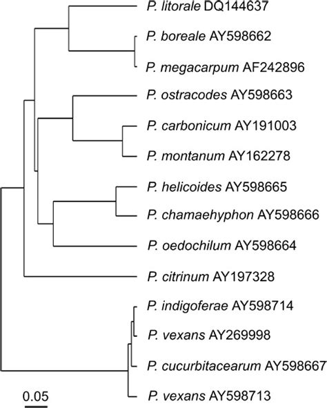 Unweighted Pair Group Method With Arithmetic Mean Tree For Pythium