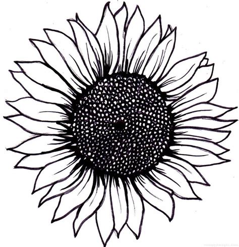Sunflower Outline Drawing Free Download On Clipartmag