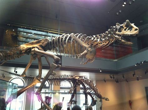 Carnotaurus Skeleton By Sorairelanduchiha On Deviantart Prehistoric
