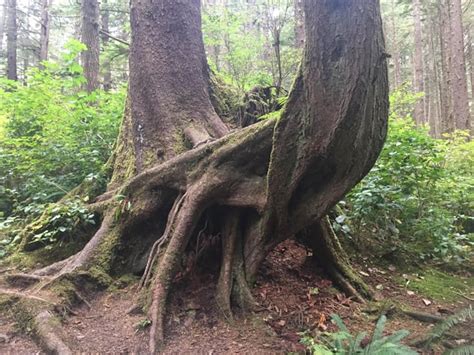 Is It Me Or Did I Just Stumble On The These Two Having The Hottest Tree