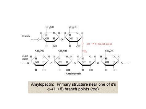Amylopectin Primary Structure Near One Of Its A 1® 6 Branch Points